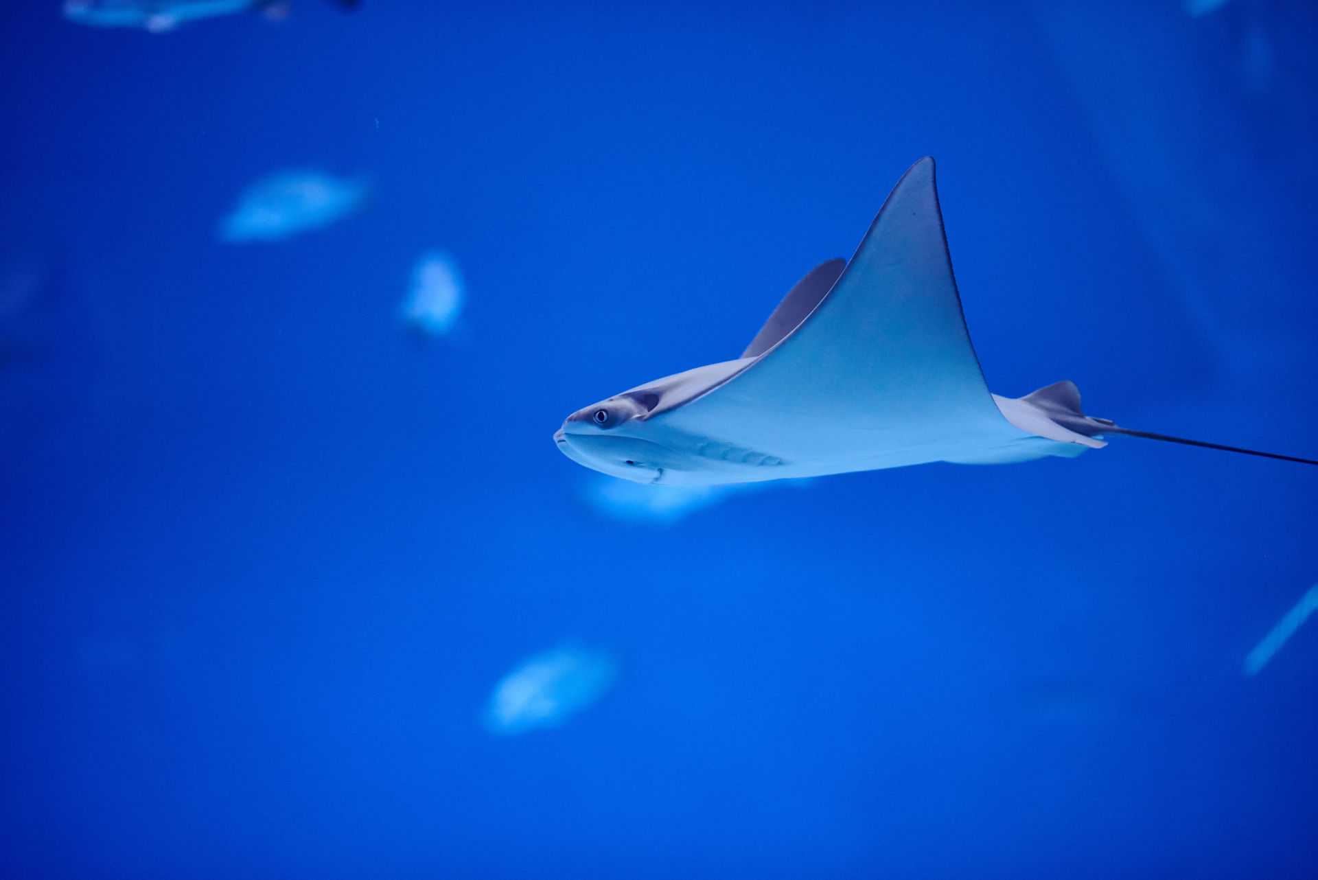 Wie Rochen gelernt haben, durchs Wasser zu gleiten - biologie-seite.de